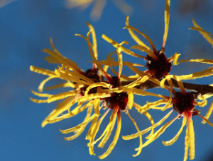 Witch Hazel...It's Really Almost Spring - The Todd Group