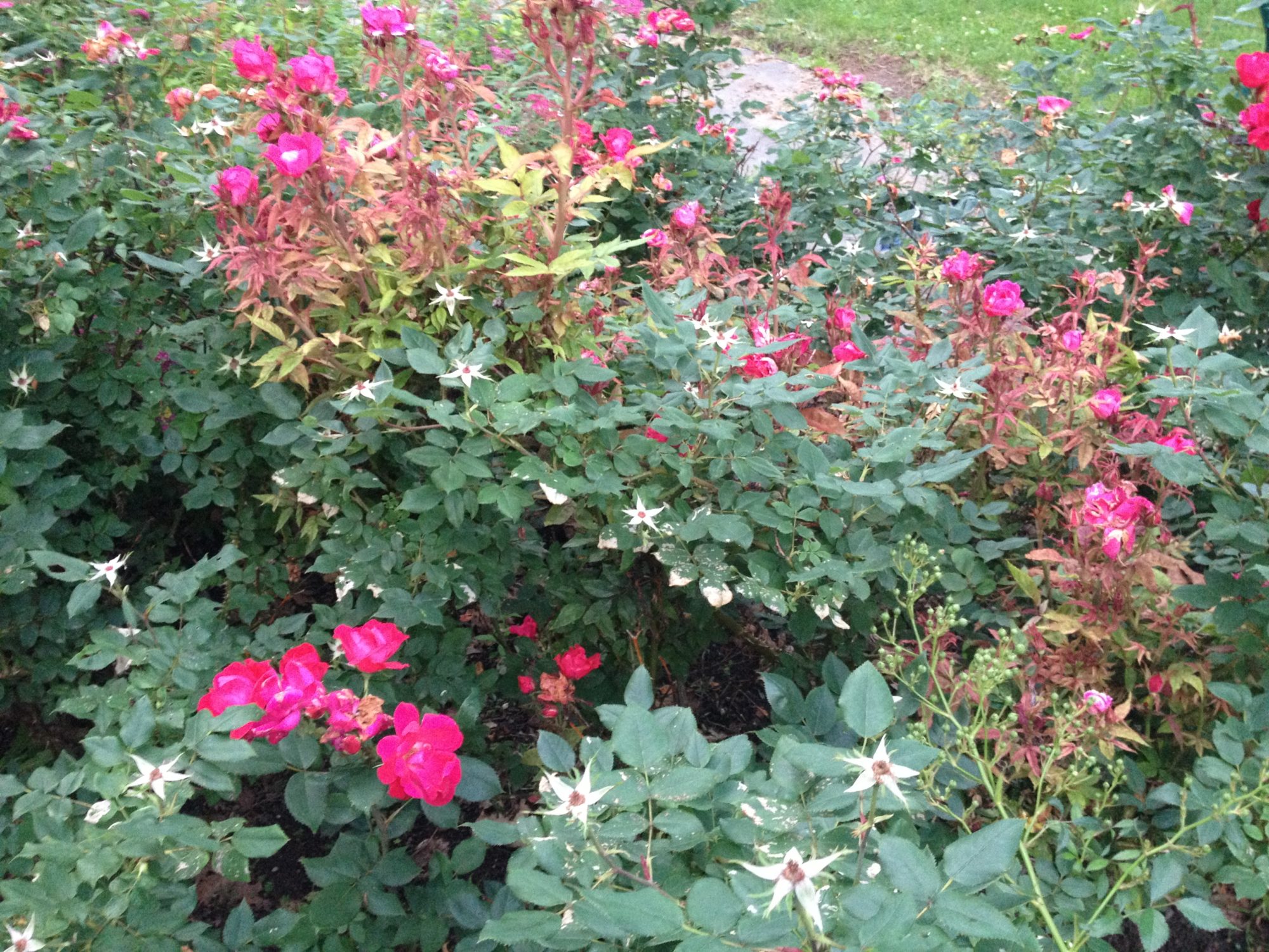 Rose Rosette Disease - What You Need to Know.