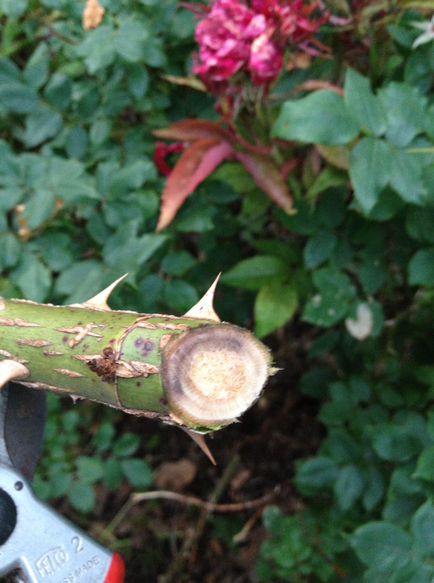 Rose Rosette Disease - What You Need to Know.